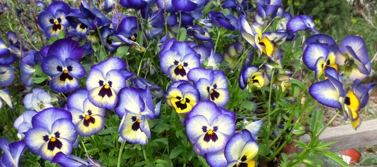 Before and After: Blueberry Thrill in a rusty wheelbarrow | Flea Market ...